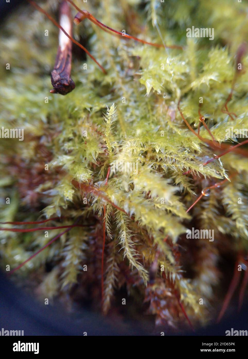 Indian Feather-moss (Rhynchostegium megapolitanum Stock Photo - Alamy