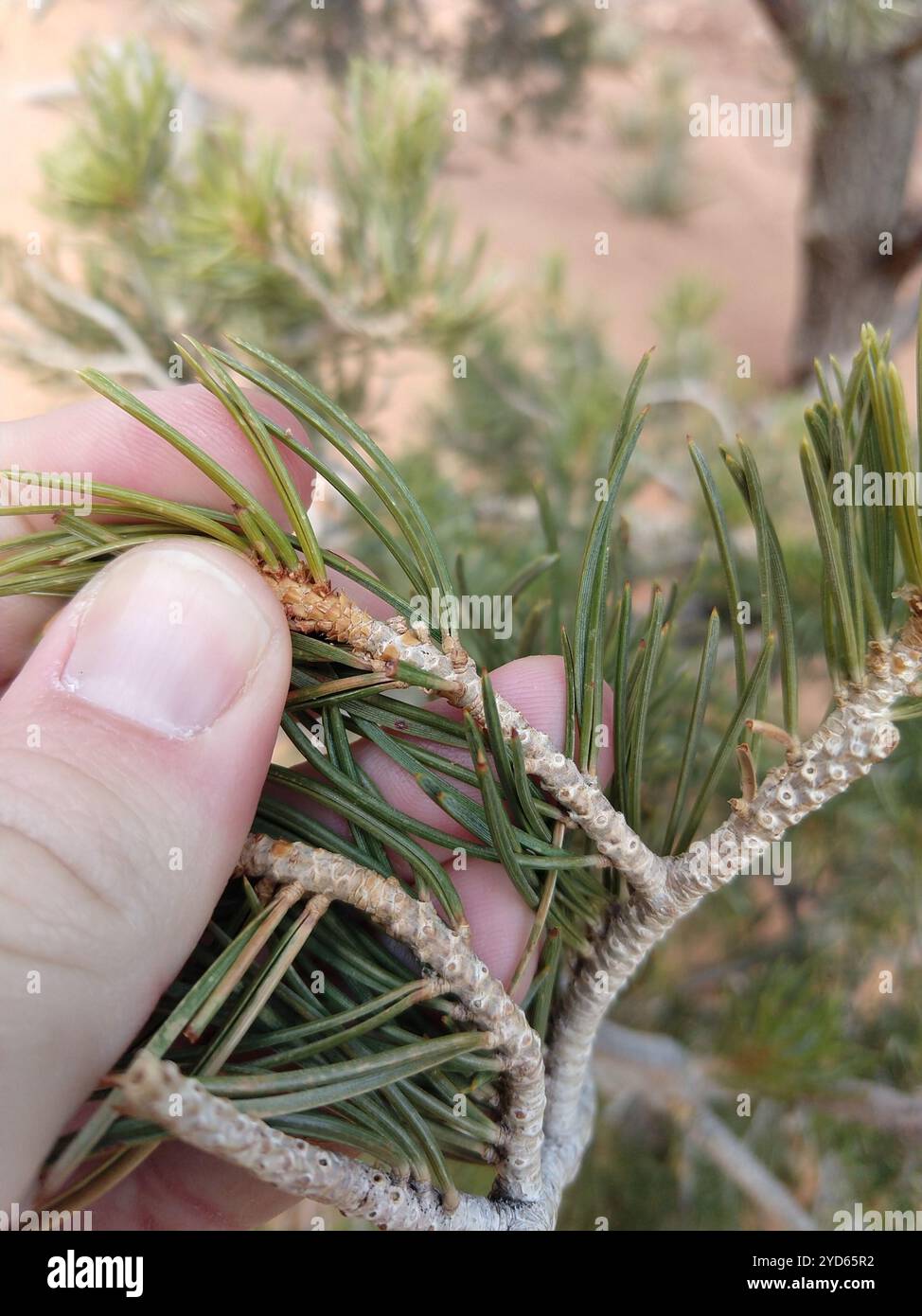 Colorado Pinyon (Pinus edulis Stock Photo - Alamy