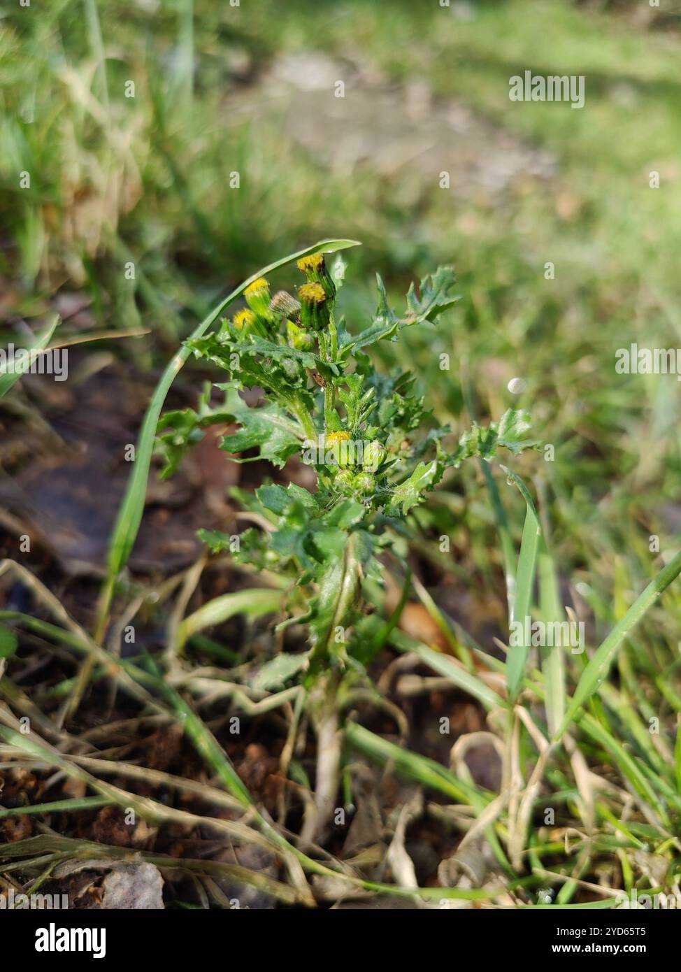 common groundsel (Senecio vulgaris Stock Photo - Alamy