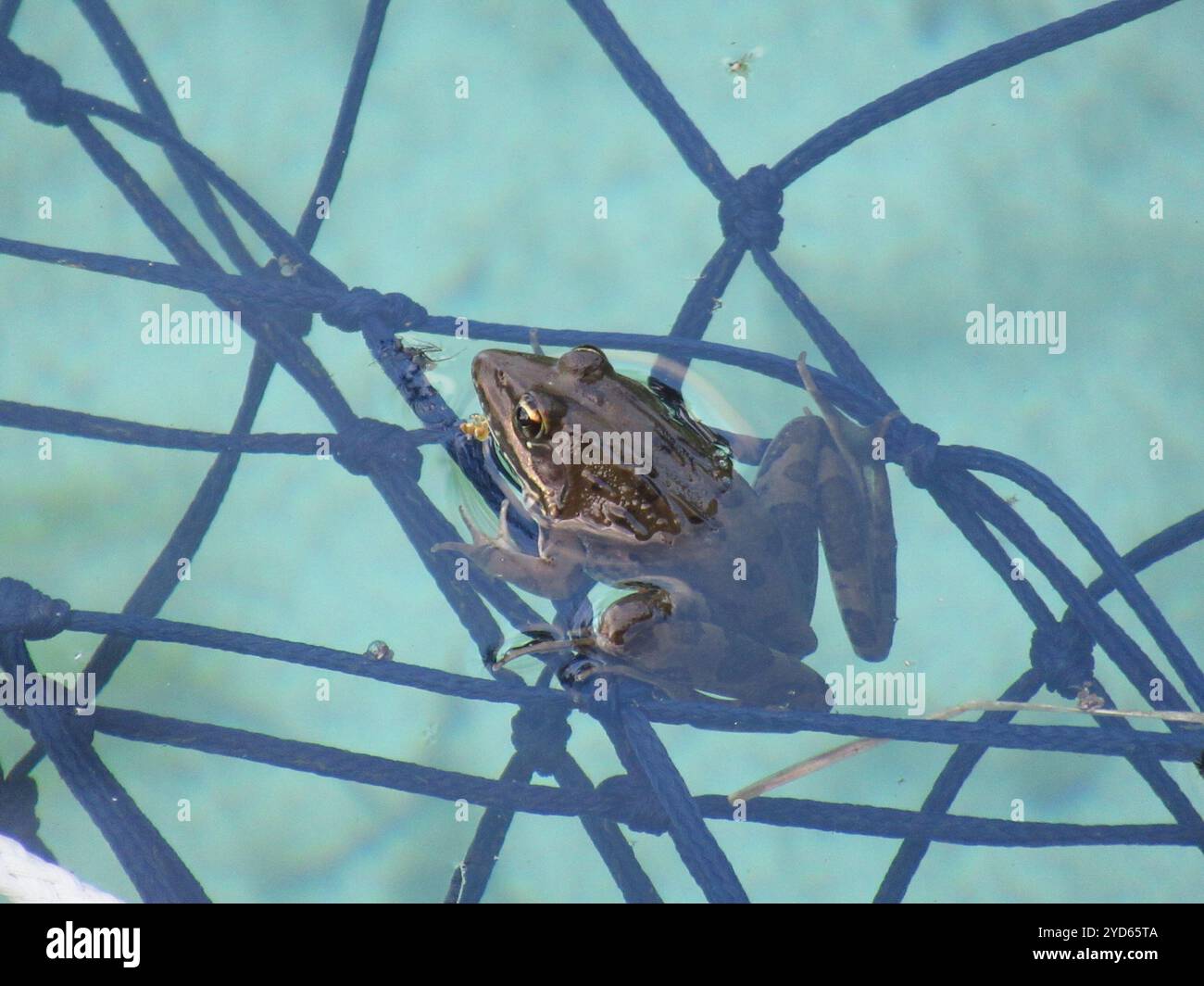 Common River Frog (Amietia delalandii Stock Photo - Alamy