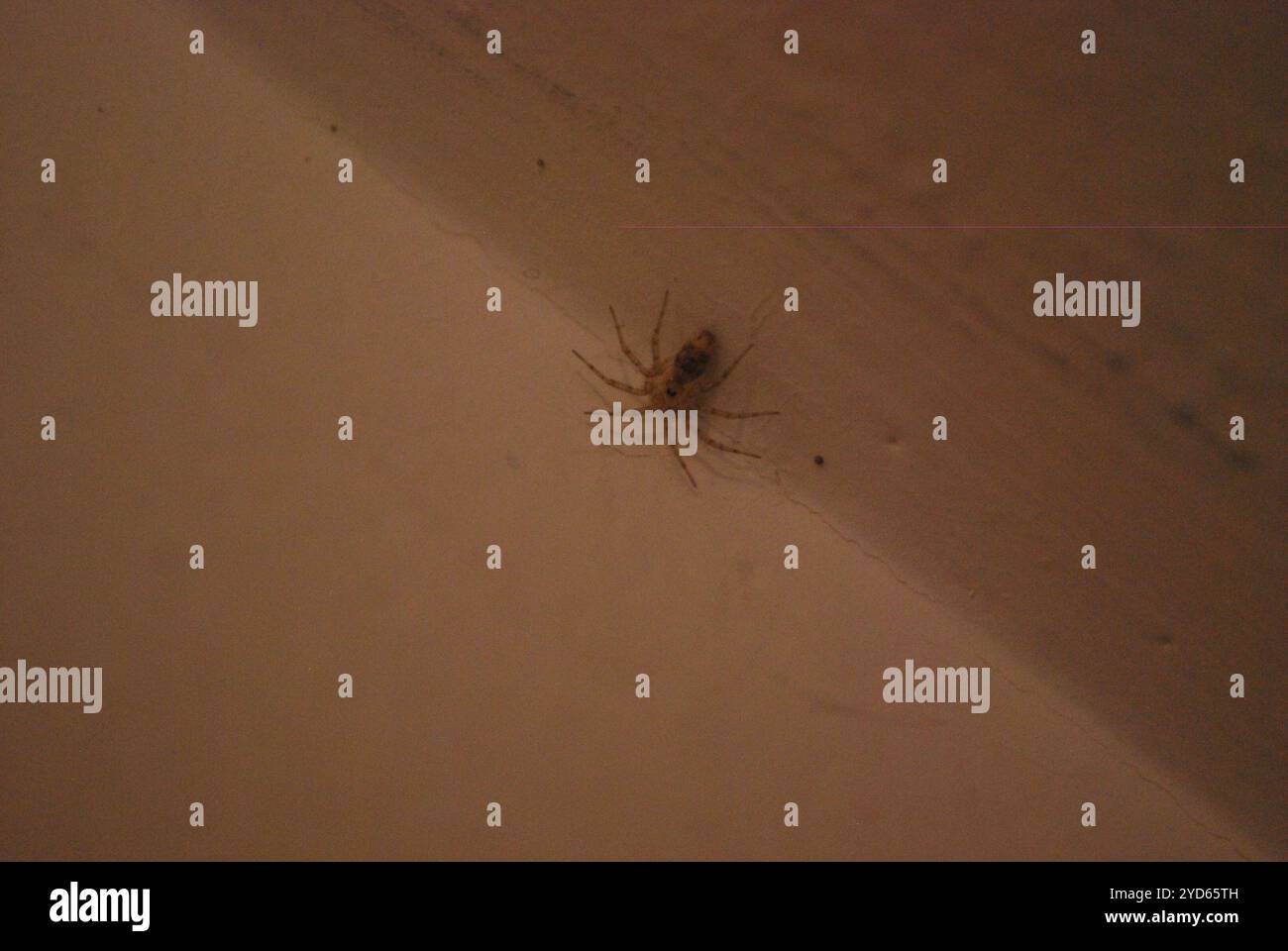 Wall Spiders (Oecobius Stock Photo - Alamy