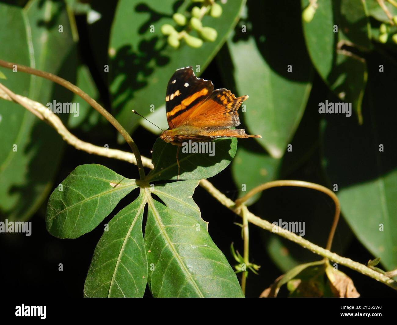 Bella Mapwing (Hypanartia bella Stock Photo - Alamy