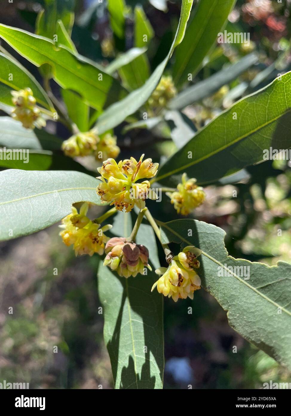 California bay (Umbellularia californica Stock Photo - Alamy