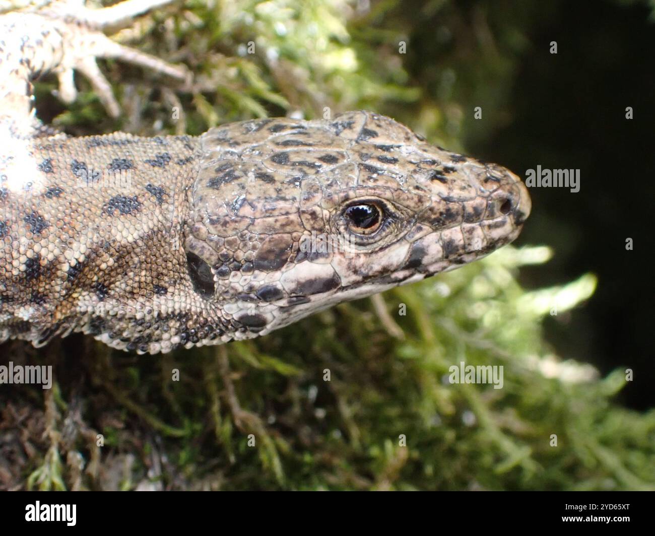 Common Wall Lizard (Podarcis muralis Stock Photo - Alamy