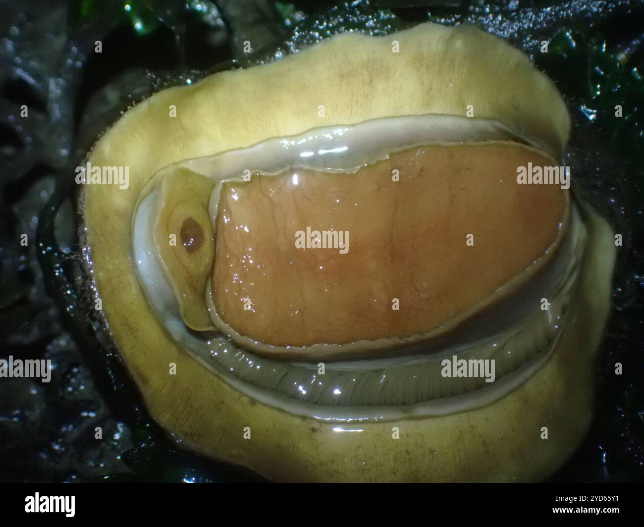 Gumboot Chiton (Cryptochiton stelleri Stock Photo - Alamy