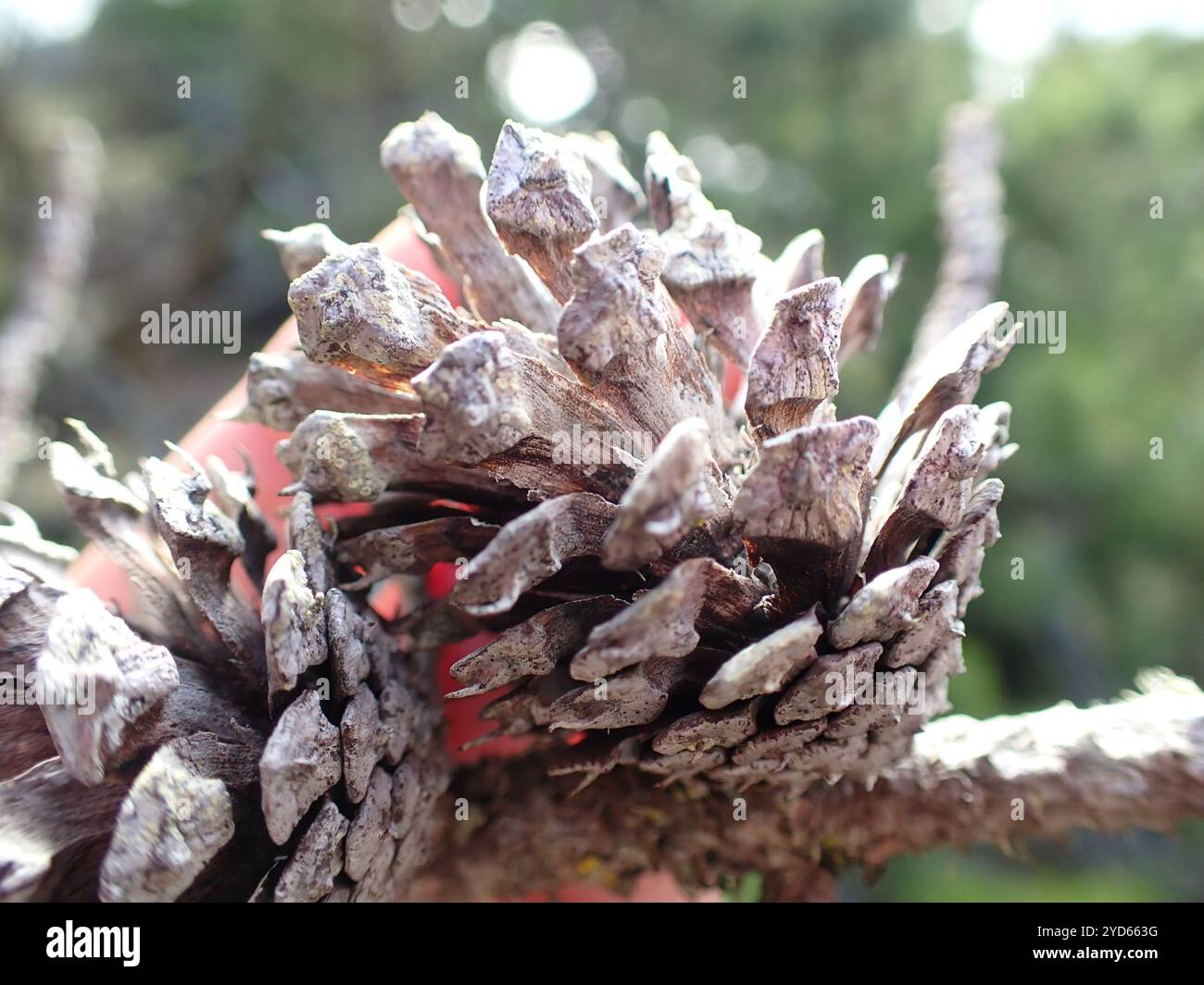 Shore Pine (Pinus contorta contorta Stock Photo - Alamy