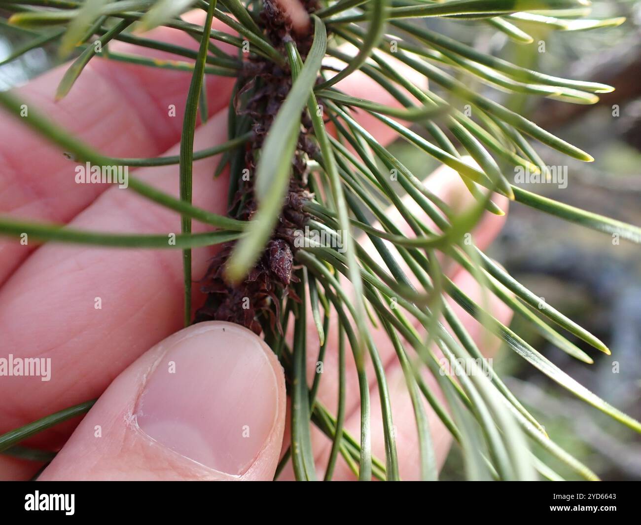Shore Pine (Pinus contorta contorta Stock Photo - Alamy