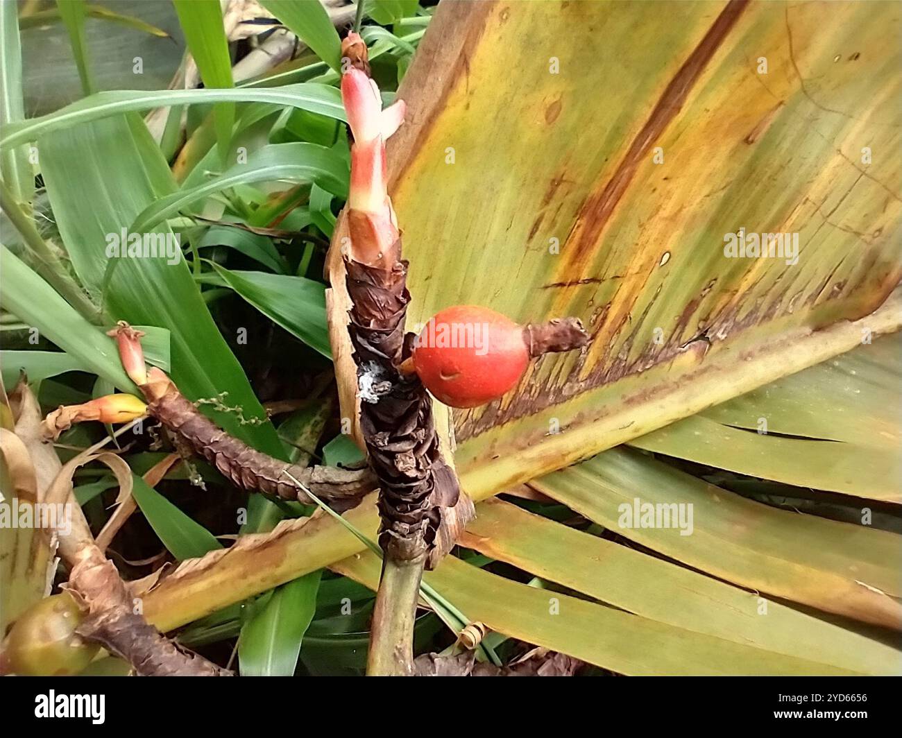 Giant Caroline island ginger (Alpinia carolinensis Stock Photo - Alamy
