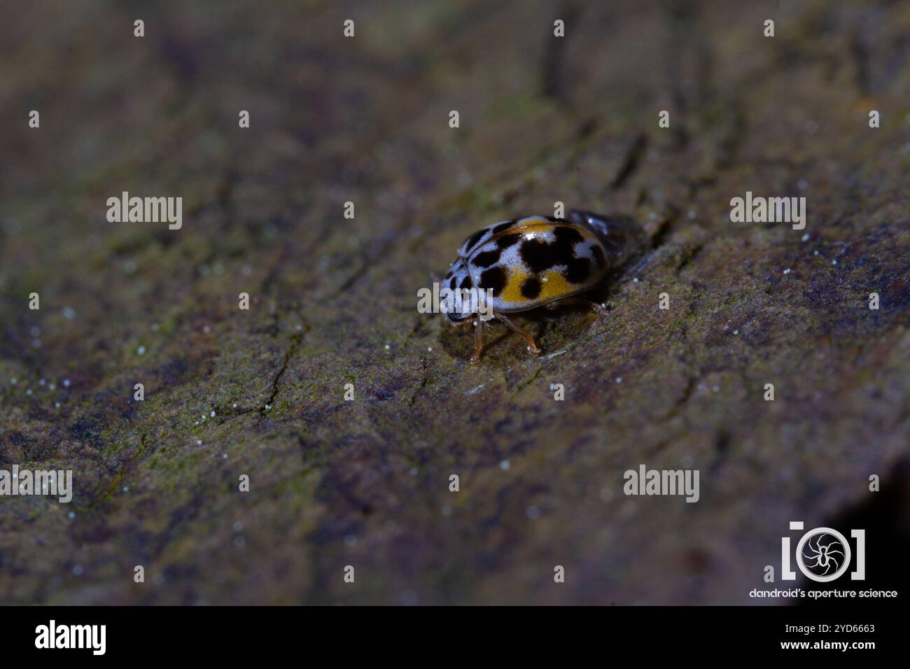 Twenty-spotted Lady Beetle (Psyllobora vigintimaculata Stock Photo - Alamy