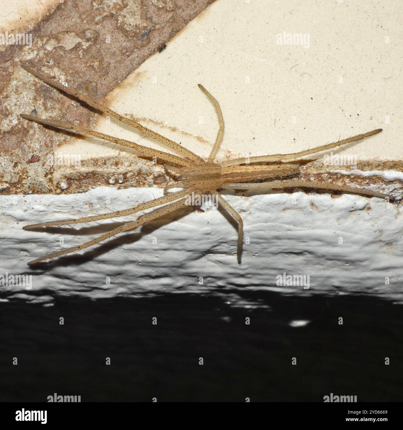 Slender Crab Spiders (Tibellus Stock Photo - Alamy