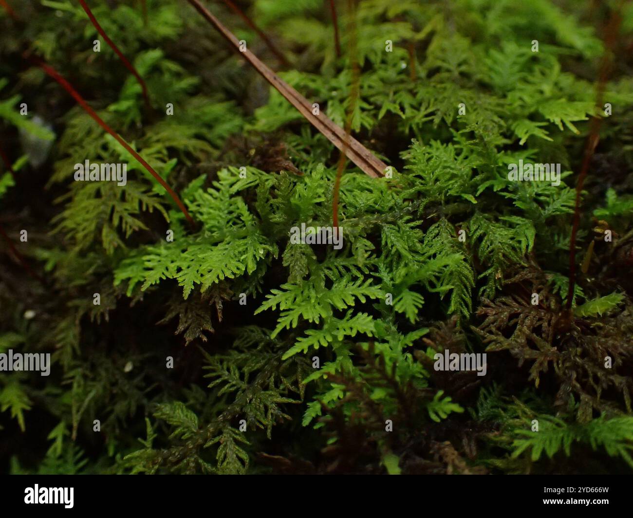 delicate fern moss (Thuidium delicatulum Stock Photo - Alamy