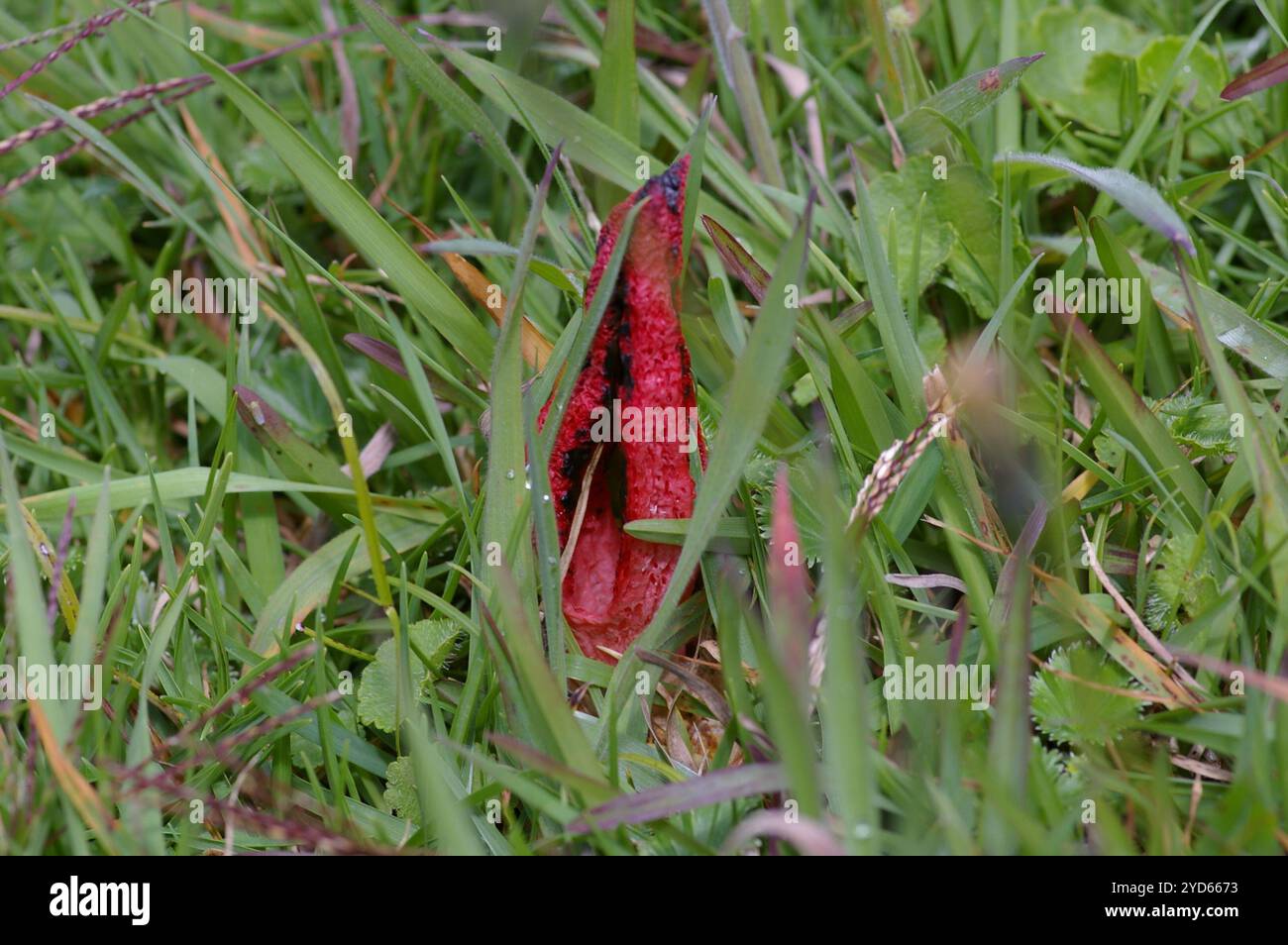 devil's-fingers (Clathrus archeri Stock Photo - Alamy