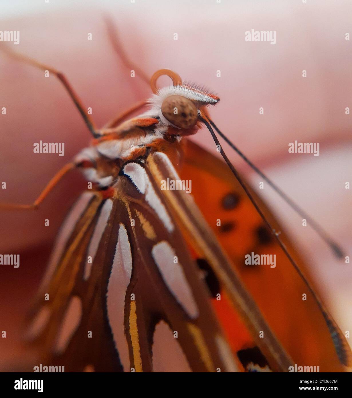 Dione vanillae maculosa hi-res stock photography and images - Alamy