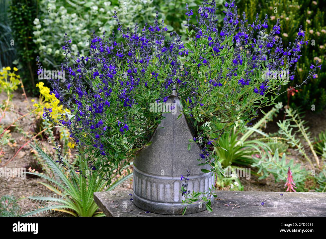 Salvia greggii Blue Note,zinc pot,zinc planter,salvia in pot,container ...