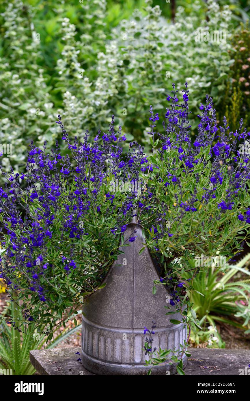 Salvia greggii Blue Note,zinc pot,zinc planter,salvia in pot,container ...