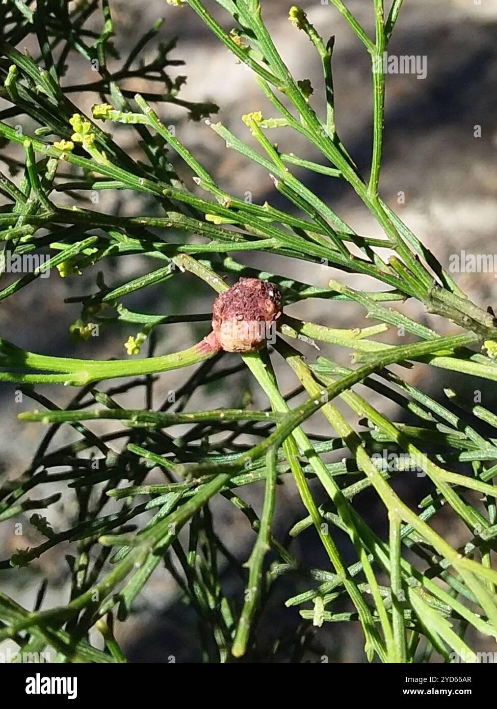 rust fungi (Pucciniales Stock Photo - Alamy
