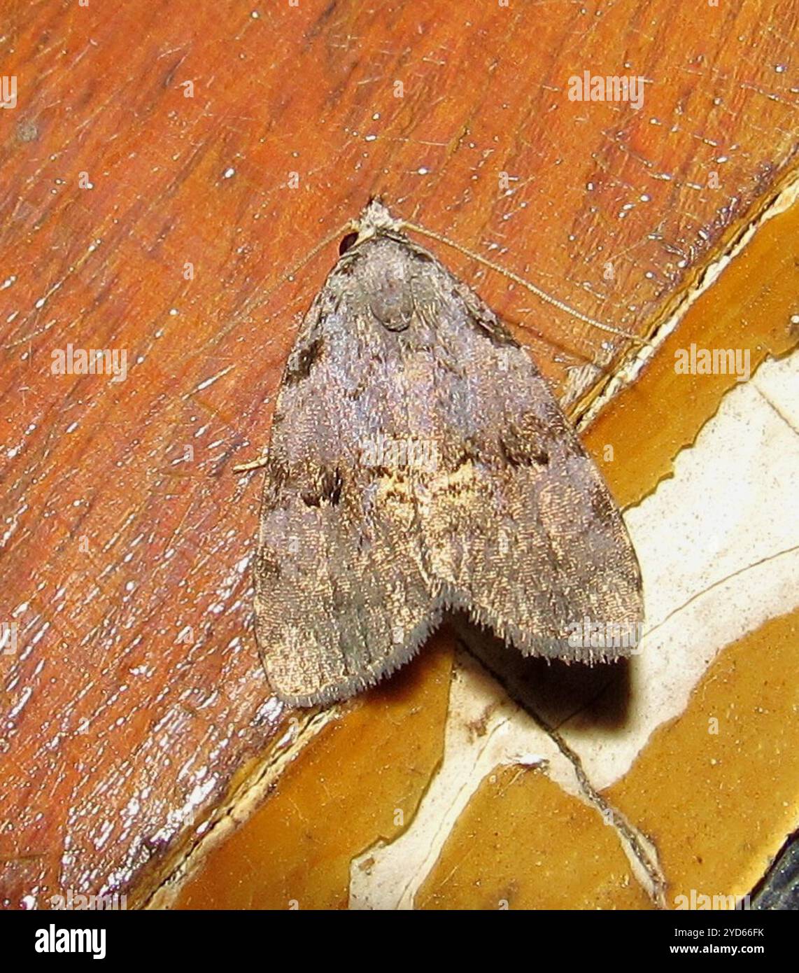 Underwing, Tiger, Tussock, and Allied Moths (Erebidae Stock Photo - Alamy