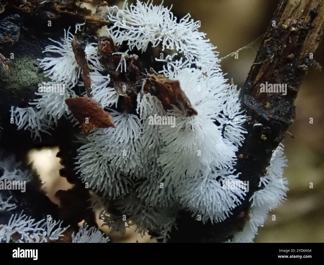 Honeycomb Coral Slime Mold (Ceratiomyxa fruticulosa Stock Photo - Alamy