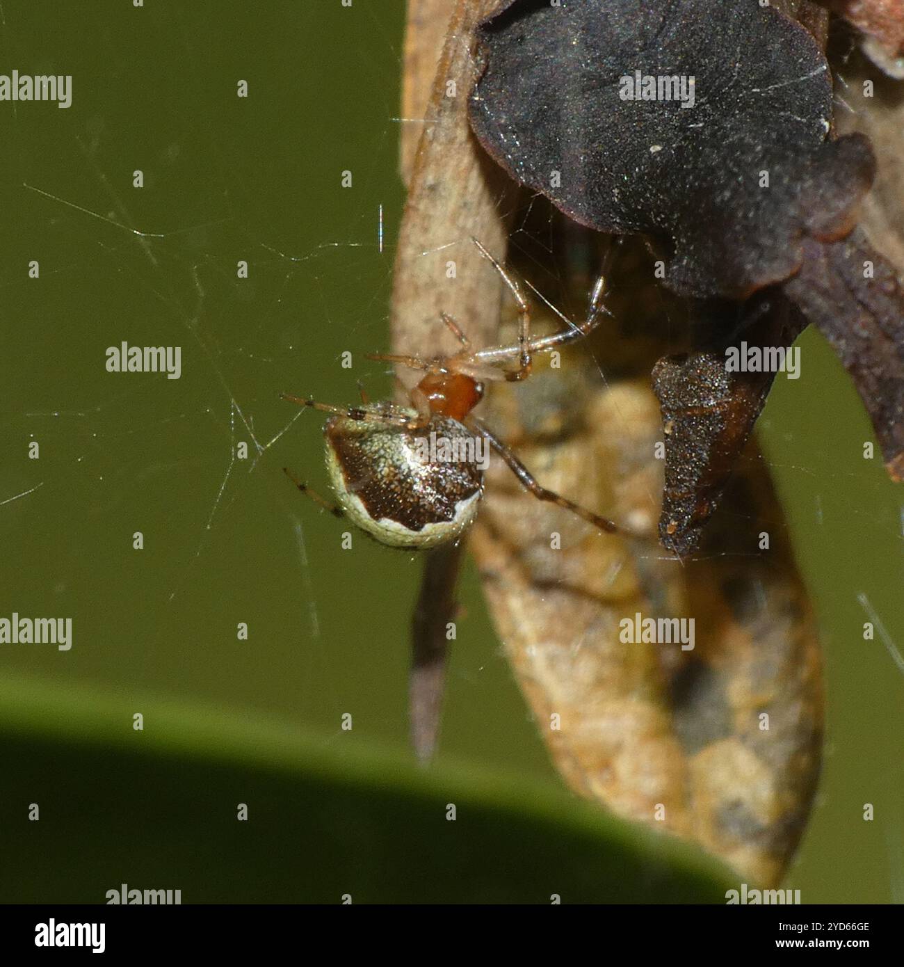 Typical Cobweb Spiders (Theridion Stock Photo - Alamy