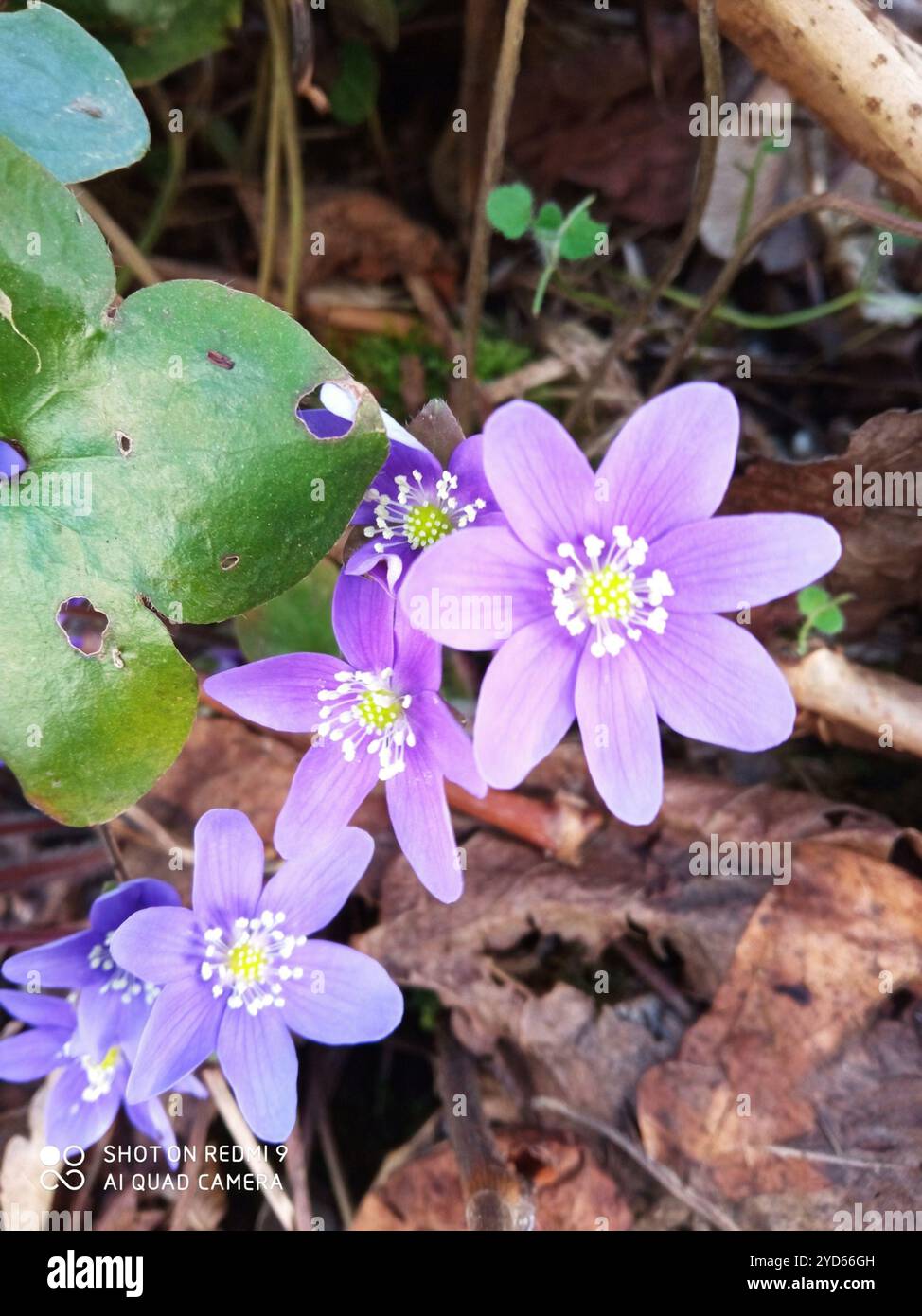 Liverleaf (Hepatica nobilis Stock Photo - Alamy