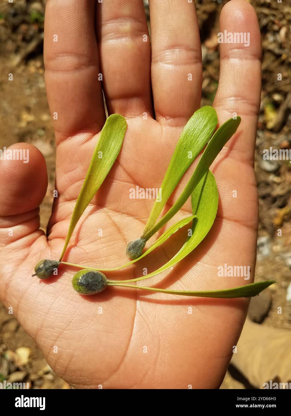 Propeller Tree (Gyrocarpus americanus Stock Photo - Alamy