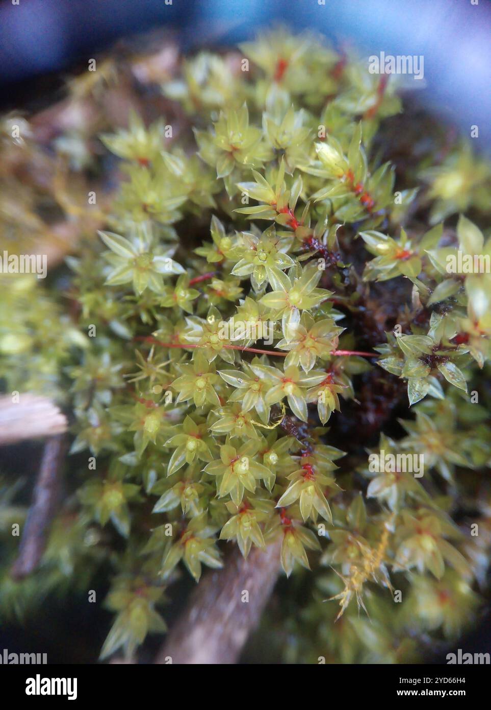 Ptychostomum pseudotriquetrum hi-res stock photography and images - Alamy
