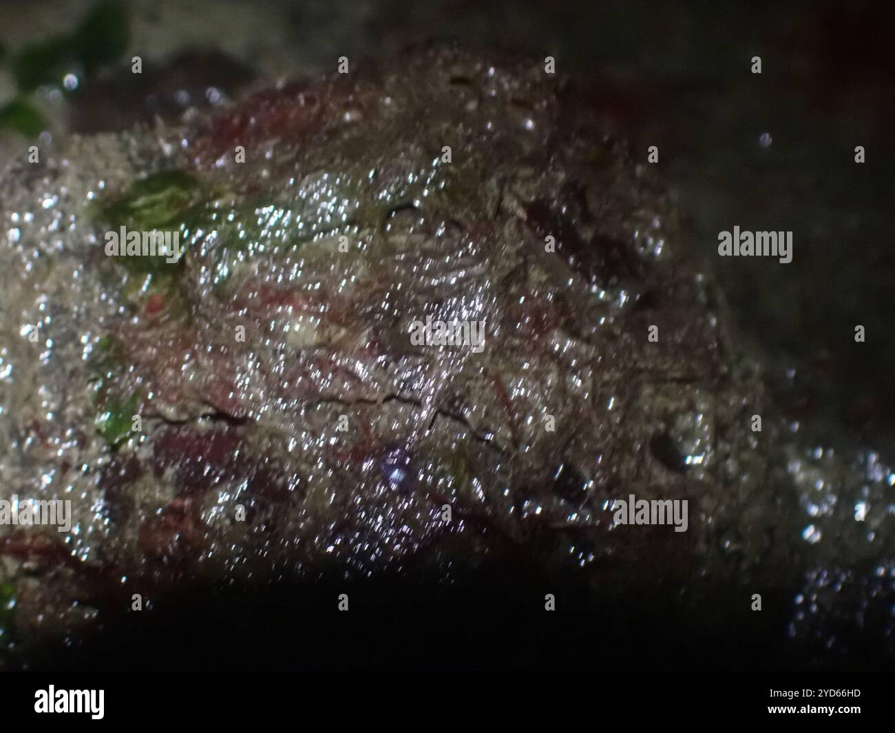 Gumboot Chiton (Cryptochiton stelleri Stock Photo - Alamy