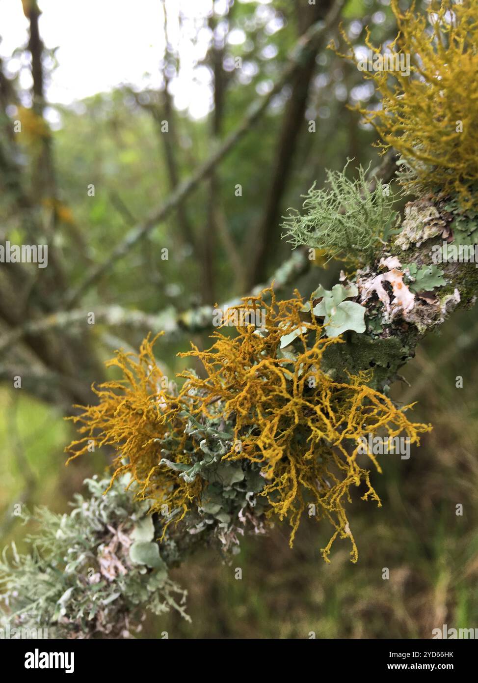 common lichens (Lecanoromycetes Stock Photo - Alamy