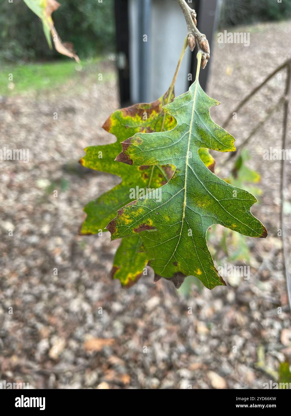 valley oak (Quercus lobata Stock Photo - Alamy