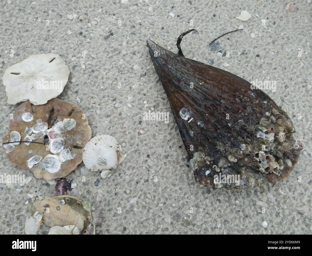 Stiff Pen Shell (Atrina rigida Stock Photo - Alamy