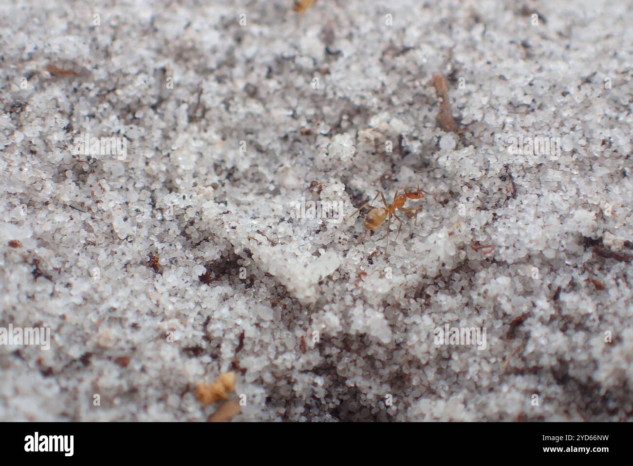 Buren's Pyramid Ant (Dorymyrmex bureni Stock Photo - Alamy