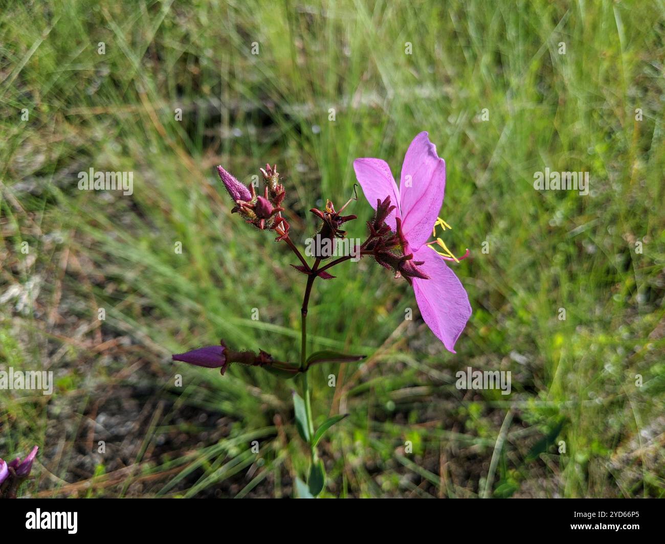 Savannah meadowbeauty (Rhexia alifanus Stock Photo - Alamy