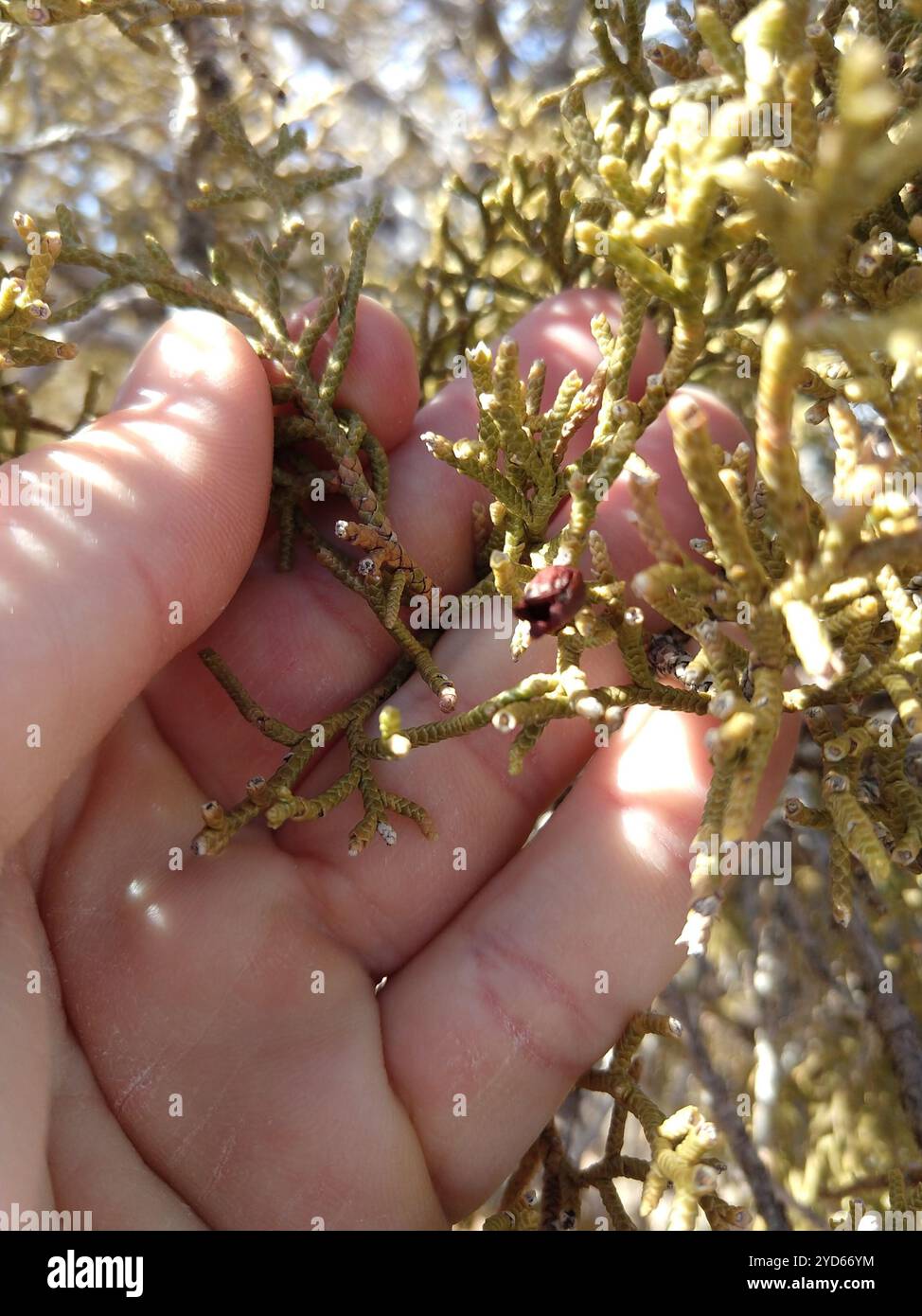 Juniper Urn Gall Midge (Walshomyia juniperina Stock Photo - Alamy