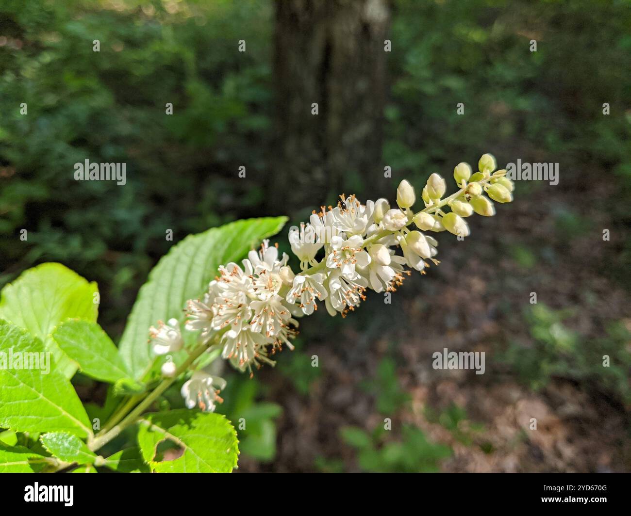 Sweet Pepperbush (Clethra alnifolia Stock Photo - Alamy