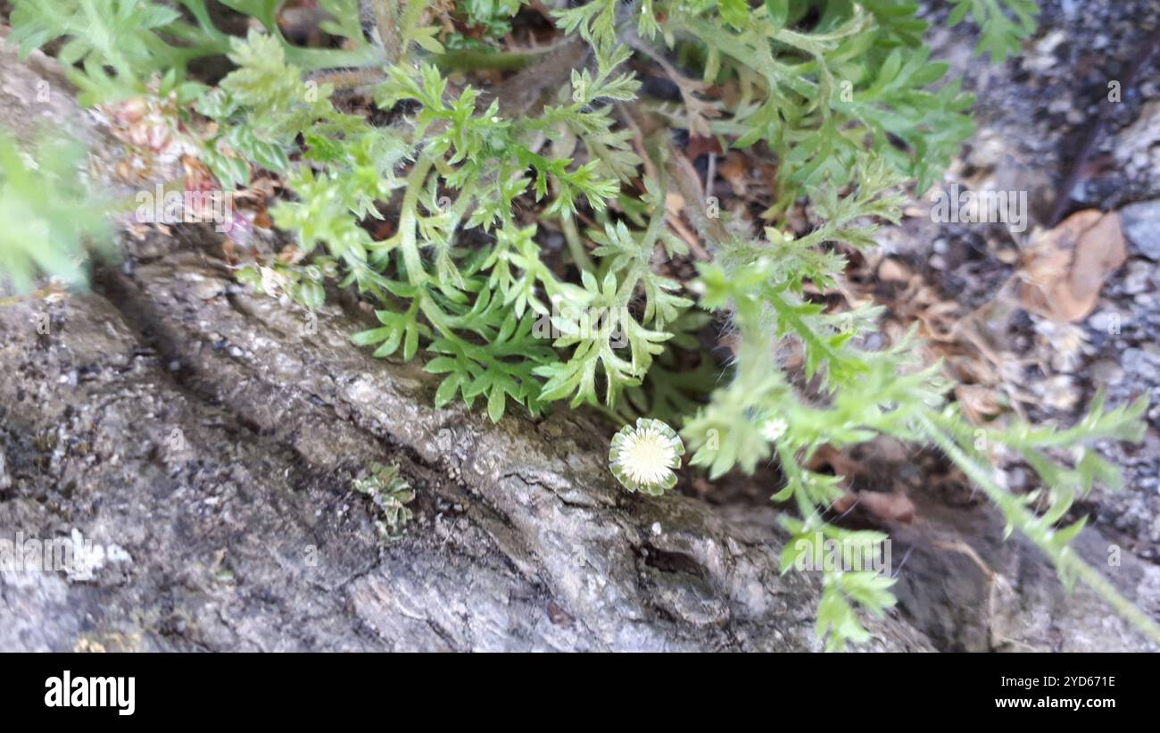 Common Cotula (Cotula australis Stock Photo - Alamy