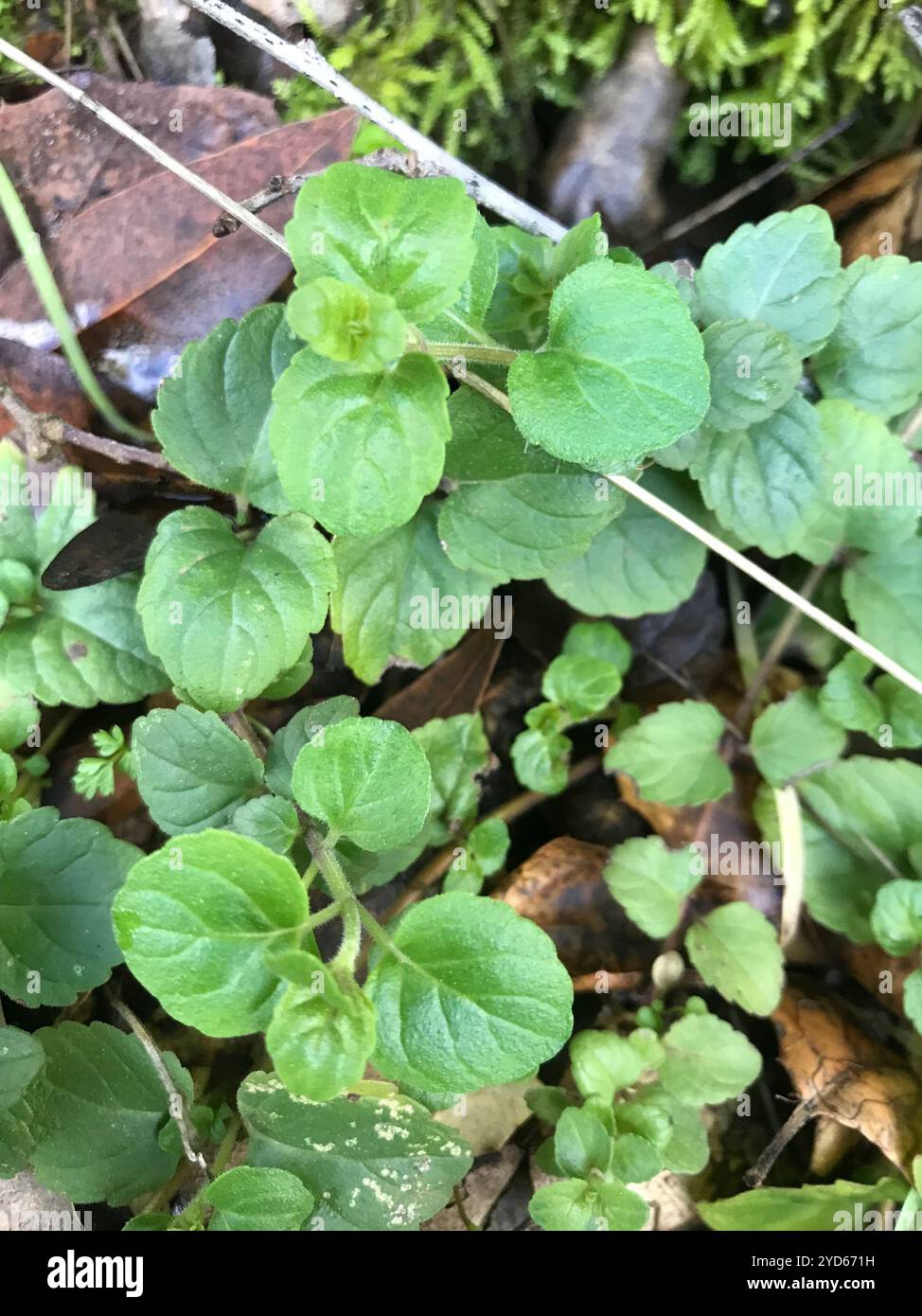 yerba buena (Clinopodium douglasii Stock Photo - Alamy