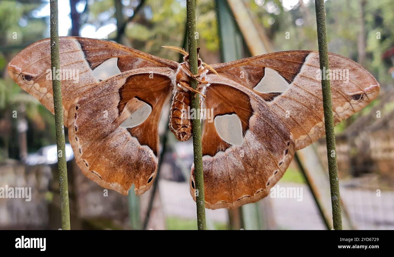 (Rothschildia hesperus betis Stock Photo - Alamy