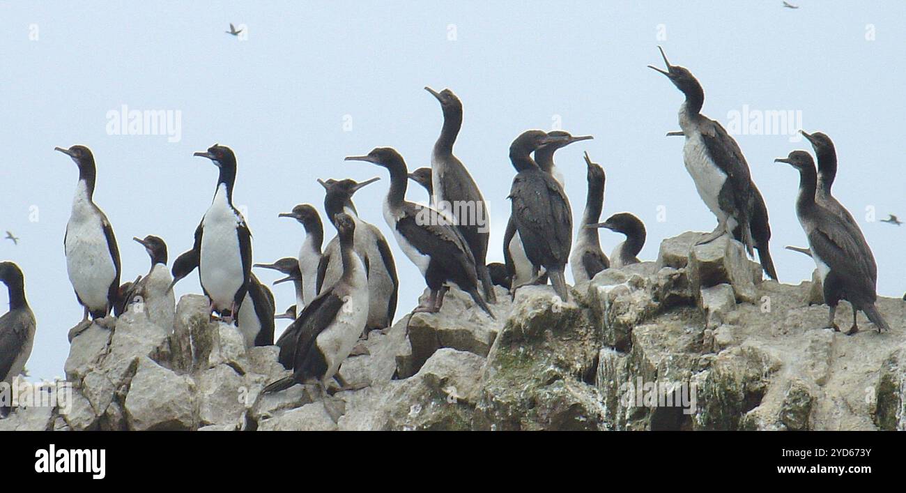 Guanay Cormorant (Leucocarbo bougainvillii Stock Photo - Alamy