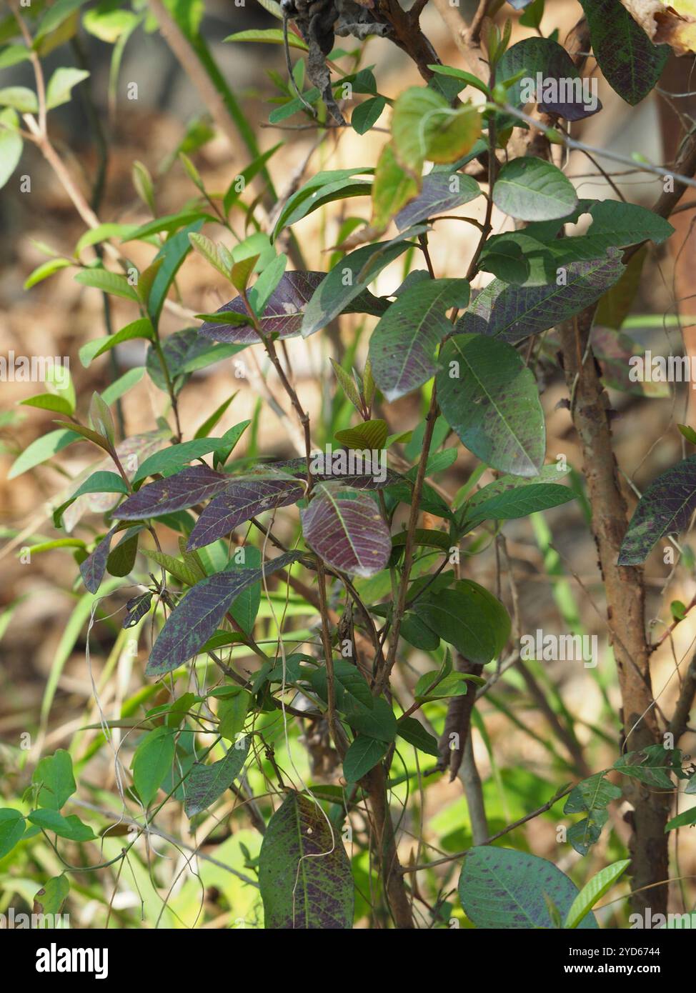 Common guava (Psidium guajava Stock Photo - Alamy