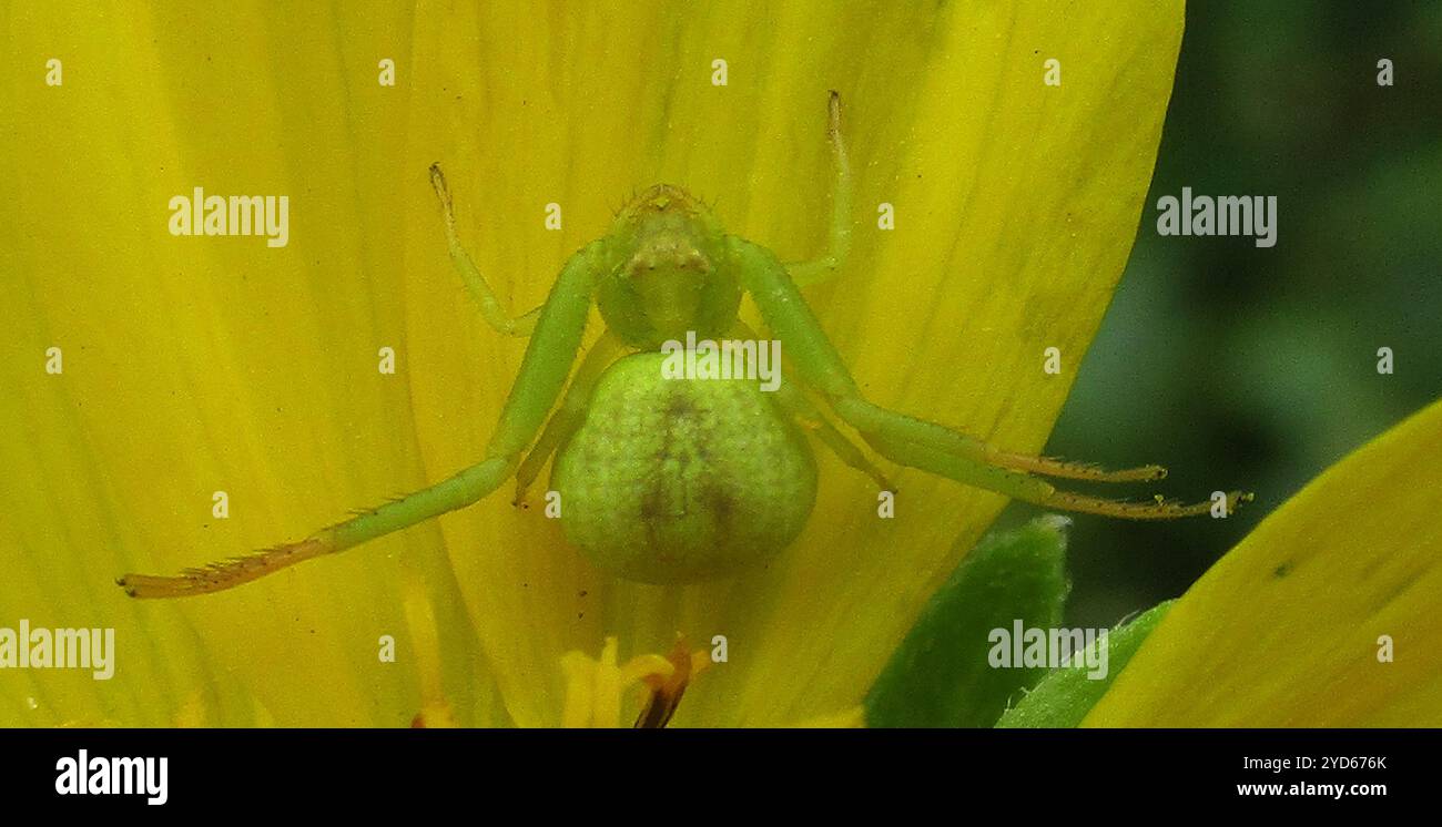 Rosy-banded crab spider (Misumenops rubrodecoratus Stock Photo - Alamy