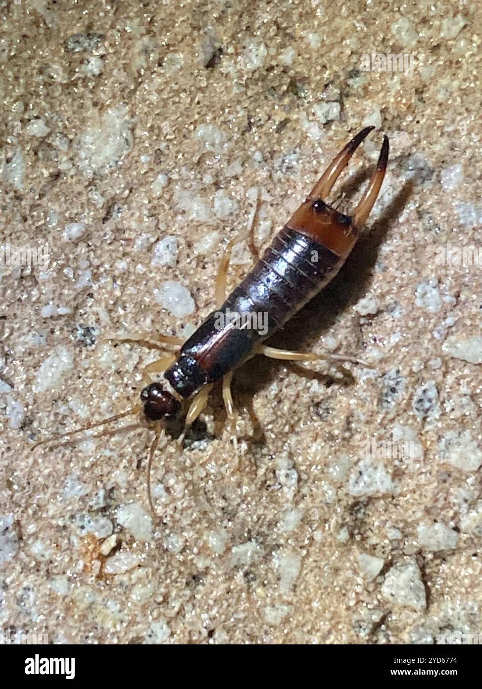 Labidura riparia hi-res stock photography and images - Alamy