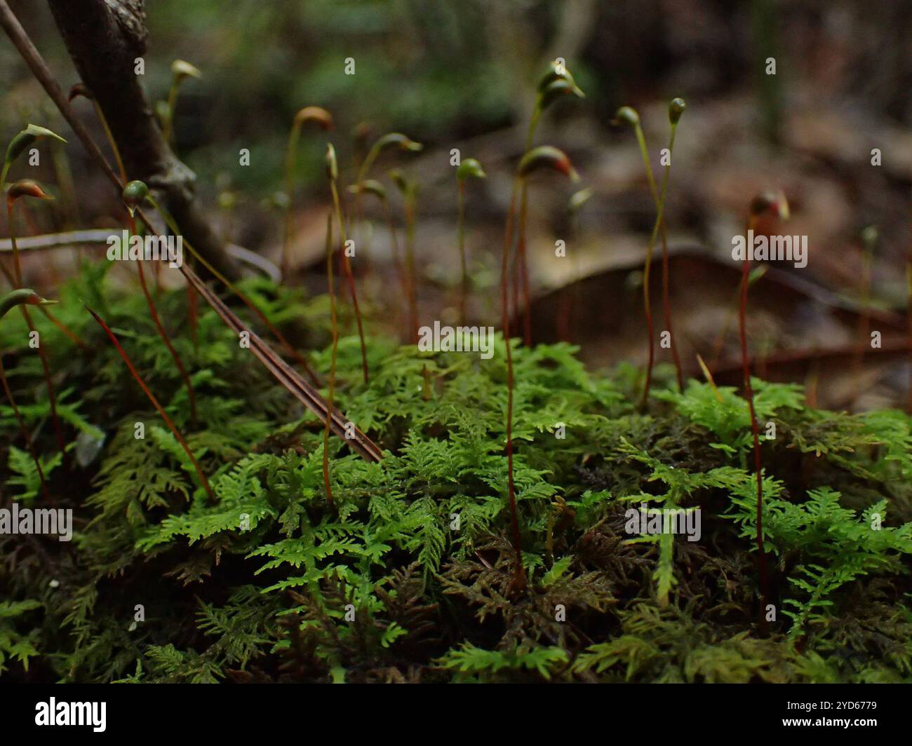 delicate fern moss (Thuidium delicatulum Stock Photo - Alamy