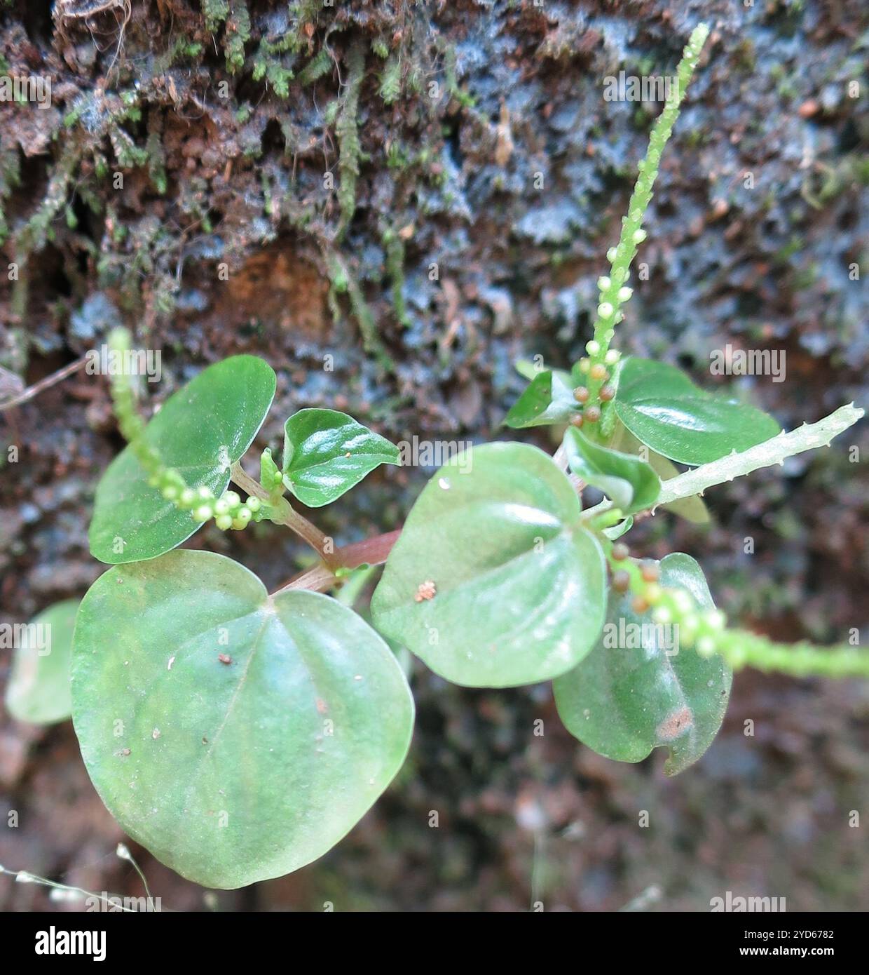 Pepper elder (Peperomia pellucida Stock Photo - Alamy