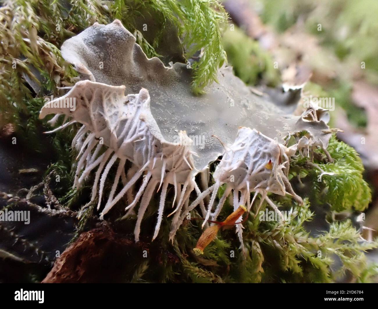 membranous pelt lichen (Peltigera membranacea Stock Photo - Alamy