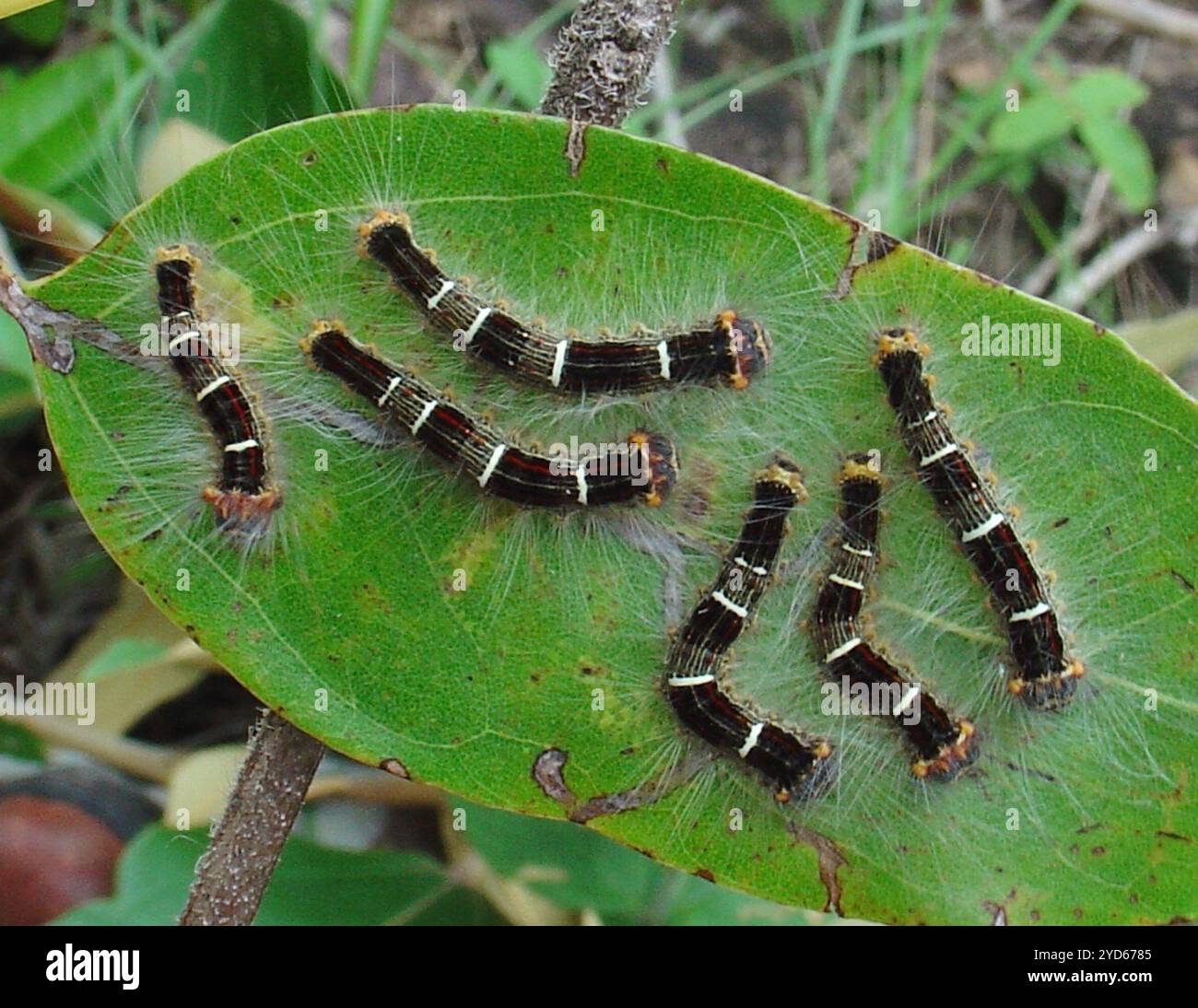 Lappet Moths (Lasiocampidae Stock Photo - Alamy