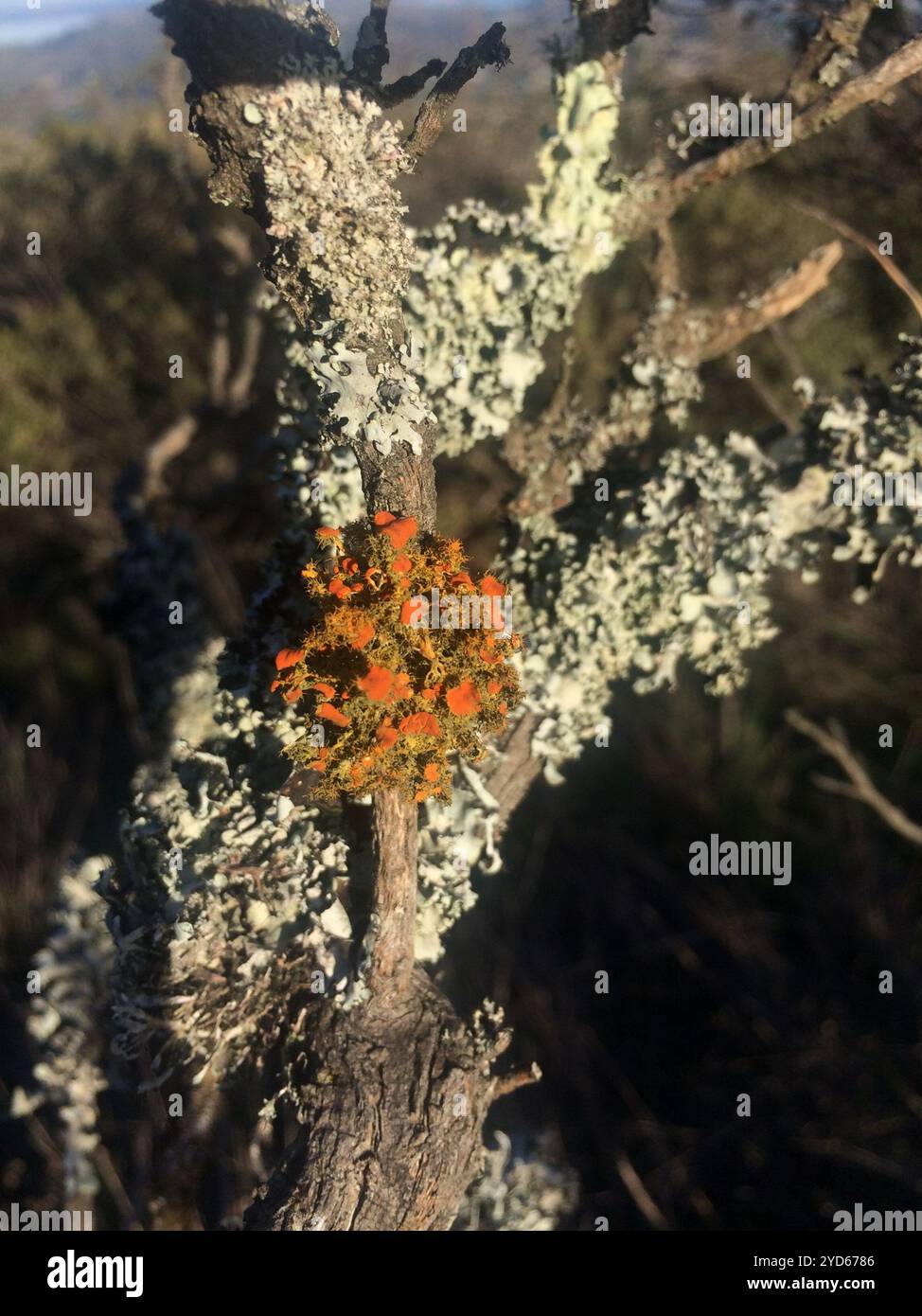 Golden-eye Lichen (Teloschistes chrysophthalmus Stock Photo - Alamy