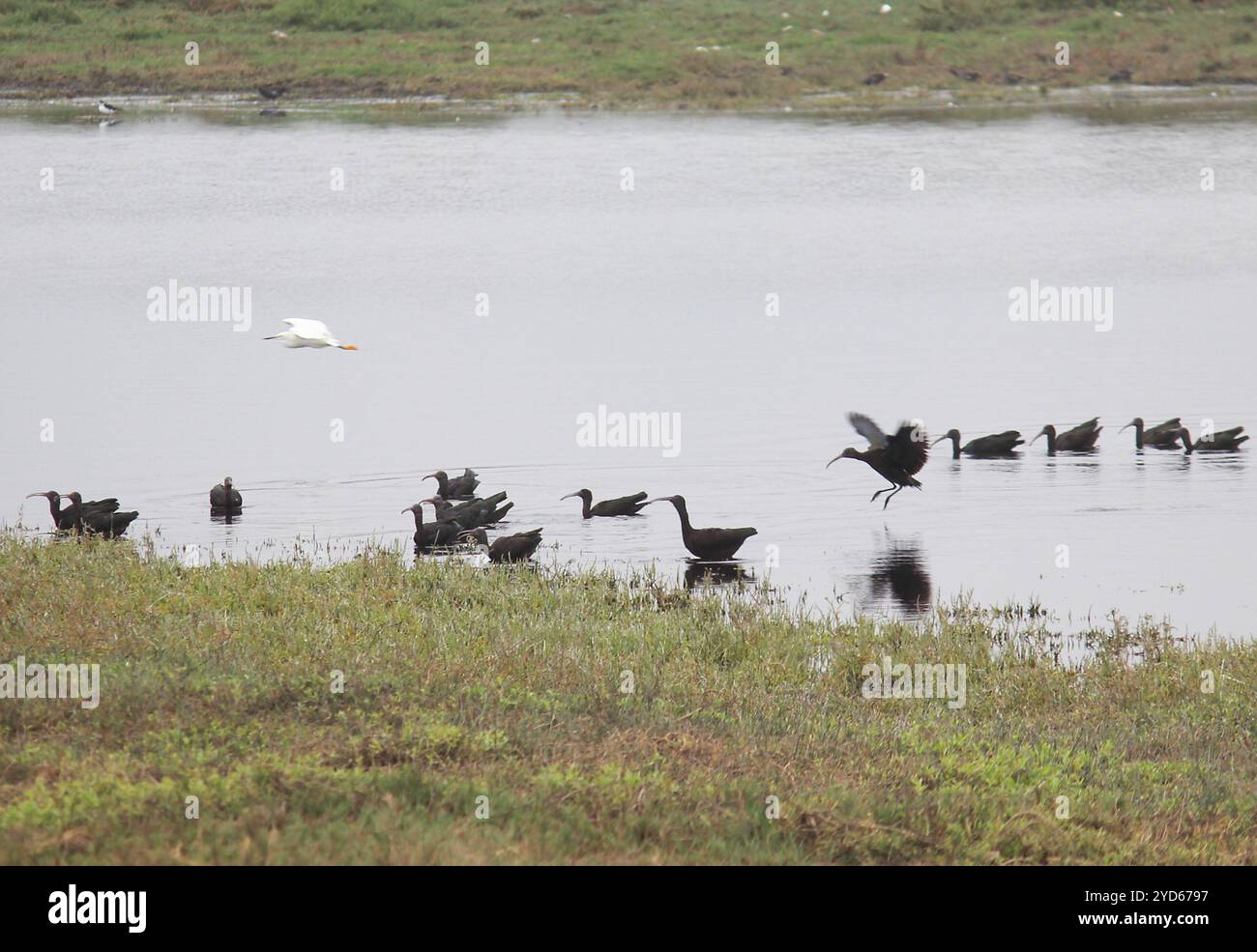 Puna Ibis (Plegadis ridgwayi Stock Photo - Alamy