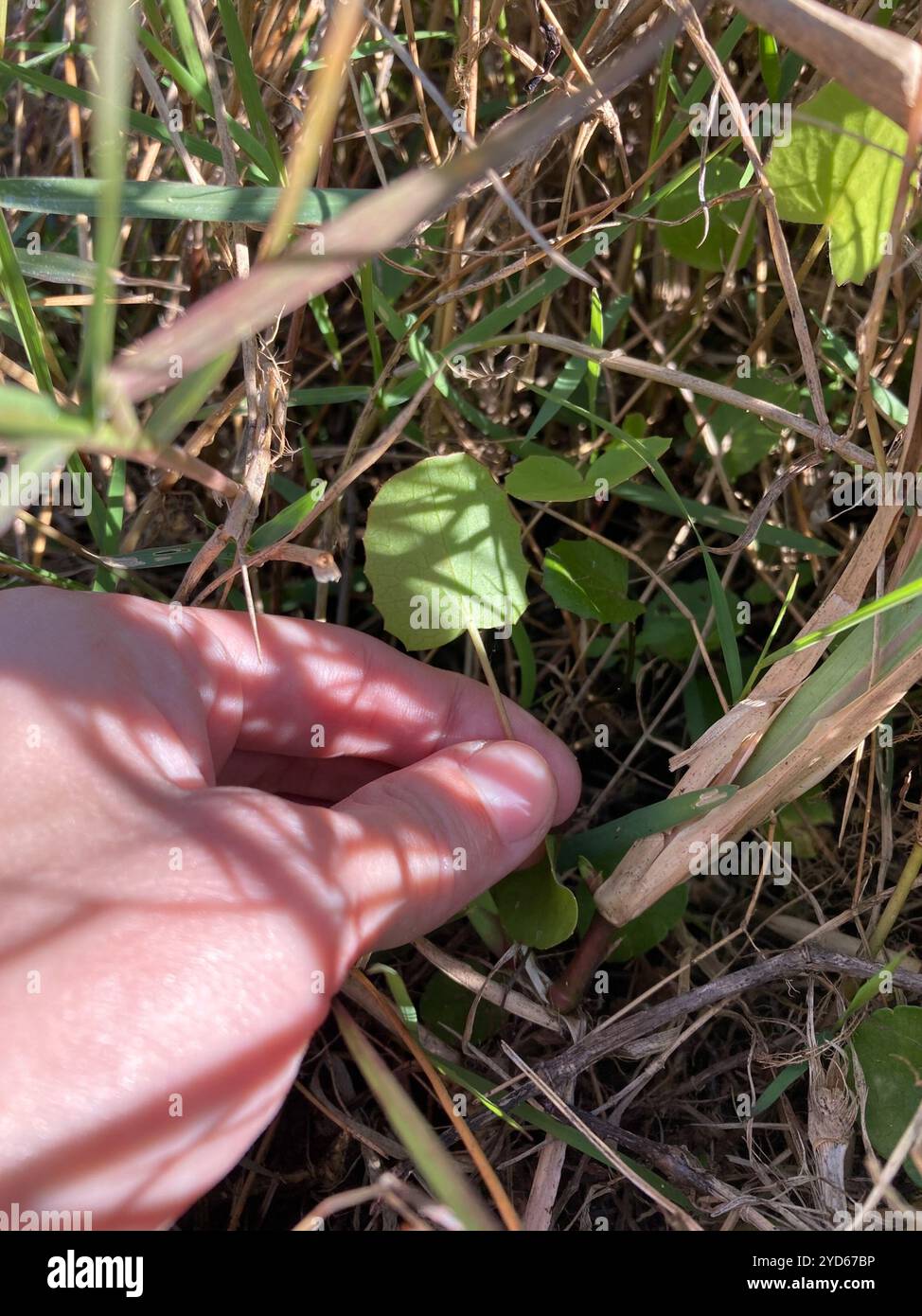 American Coinwort (Centella erecta Stock Photo - Alamy