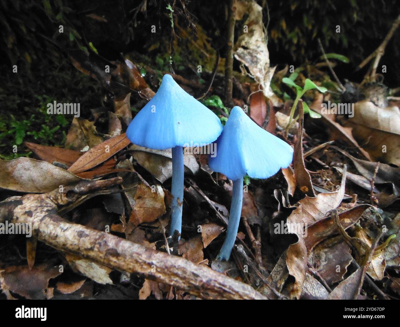 blue pinkgill (Entoloma hochstetteri Stock Photo - Alamy