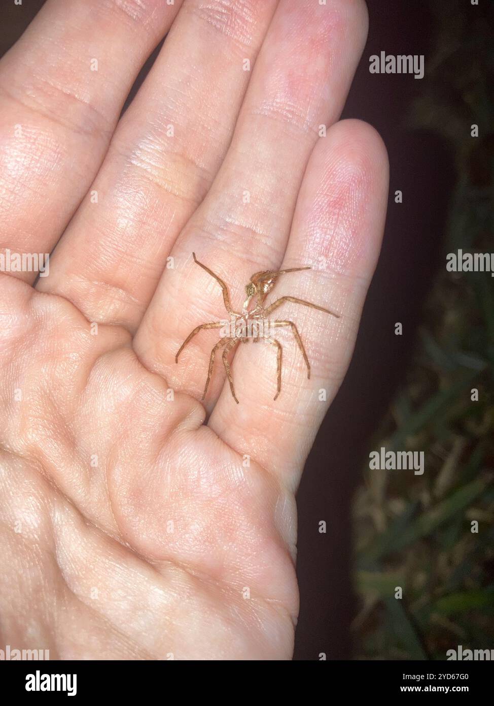 Crescent-eyed Spiders (Selenops Stock Photo - Alamy
